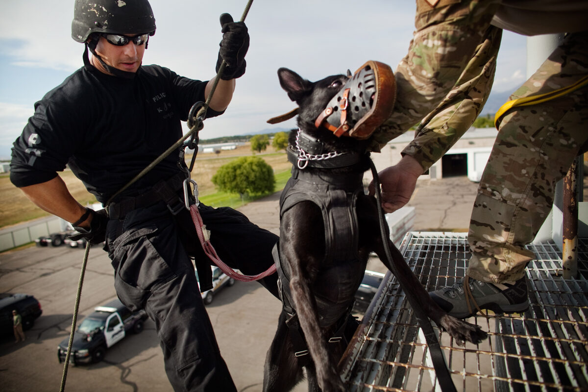 Officers participate in SWAT dog school | News, Sports, Jobs - Daily Herald